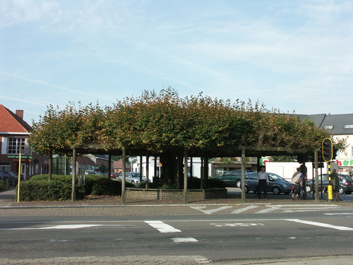 Etagelinde op dorpsplein Retie | Inventaris Onroerend Erfgoed