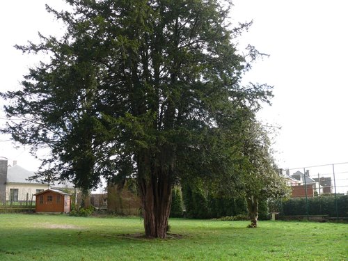 Op stam gezette taxus in pastorietuin | Inventaris Onroerend Erfgoed