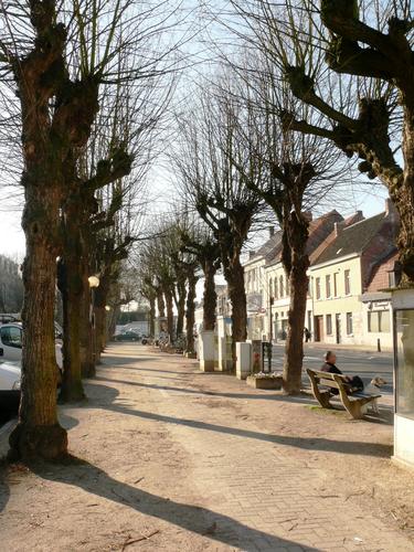 Leilinden dorpsplein Drongen | Inventaris Onroerend Erfgoed