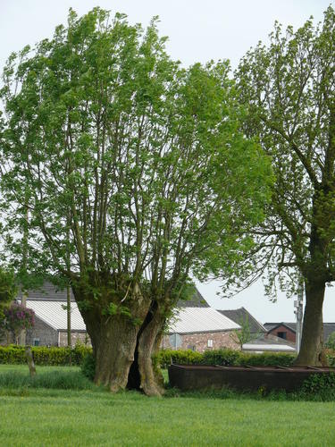 Knotes op perceelsgrens | Inventaris Onroerend Erfgoed