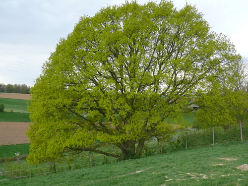 Meerstammige opgaande eik | Inventaris Onroerend Erfgoed