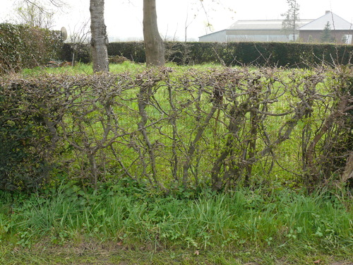 Gemengde haag als erfafsluiting | Inventaris Onroerend Erfgoed