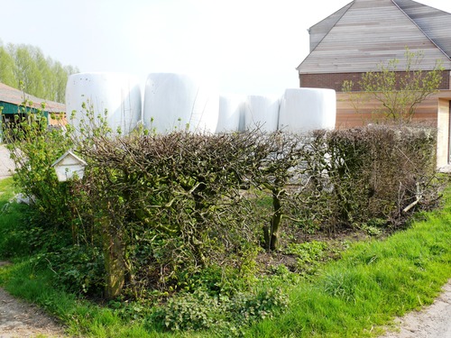 Gemengde haag als erfafsluiting | Inventaris Onroerend Erfgoed