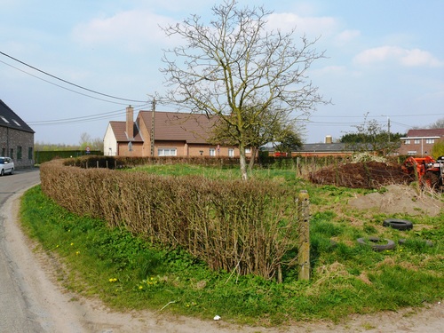 Gemengde haag als erfafsluiting | Inventaris Onroerend Erfgoed