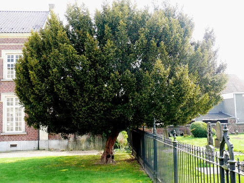 Op stam gezette taxus bij kerkhof en pastorie van Leut | Inventaris ...